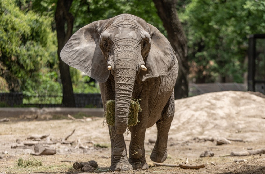 Vigiagro operacionaliza importação de elefanta do Ecoparque de Buenos ...