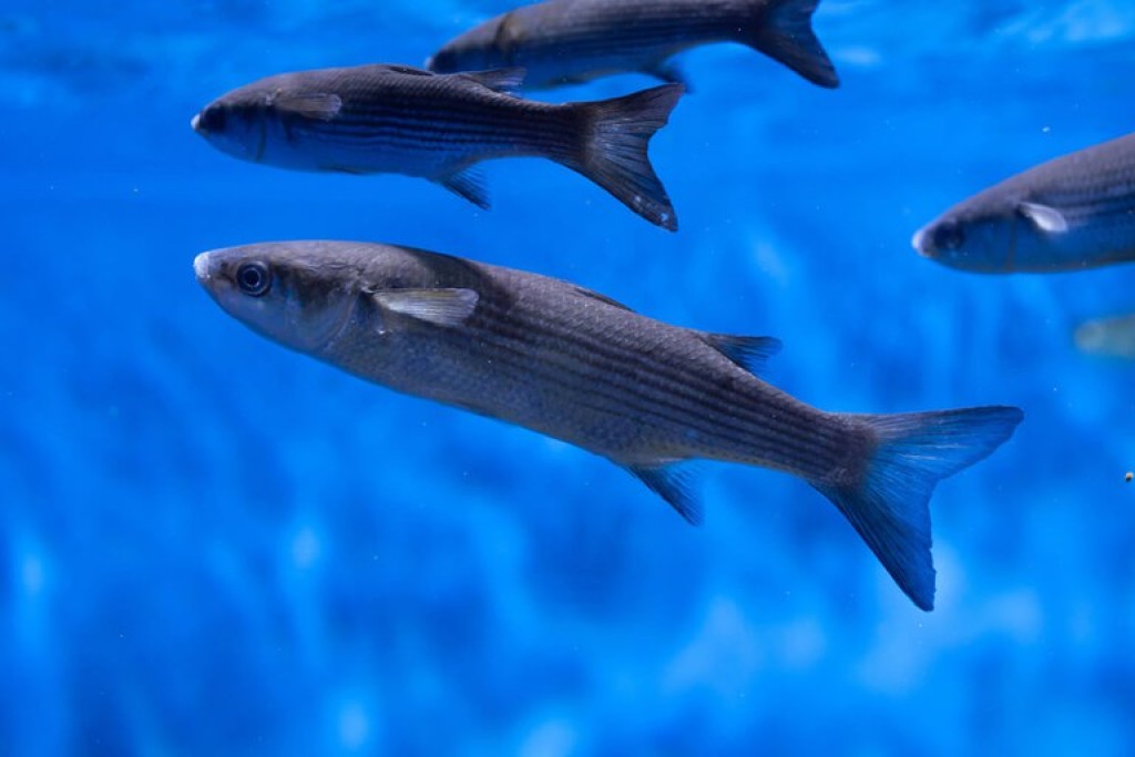 Pesca da tainha atinge 80% da cota na modalidade emalhe anilhado