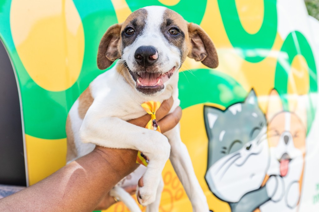 Prefeitura promove conscientização sobre a causa animal durante a 57ª ...